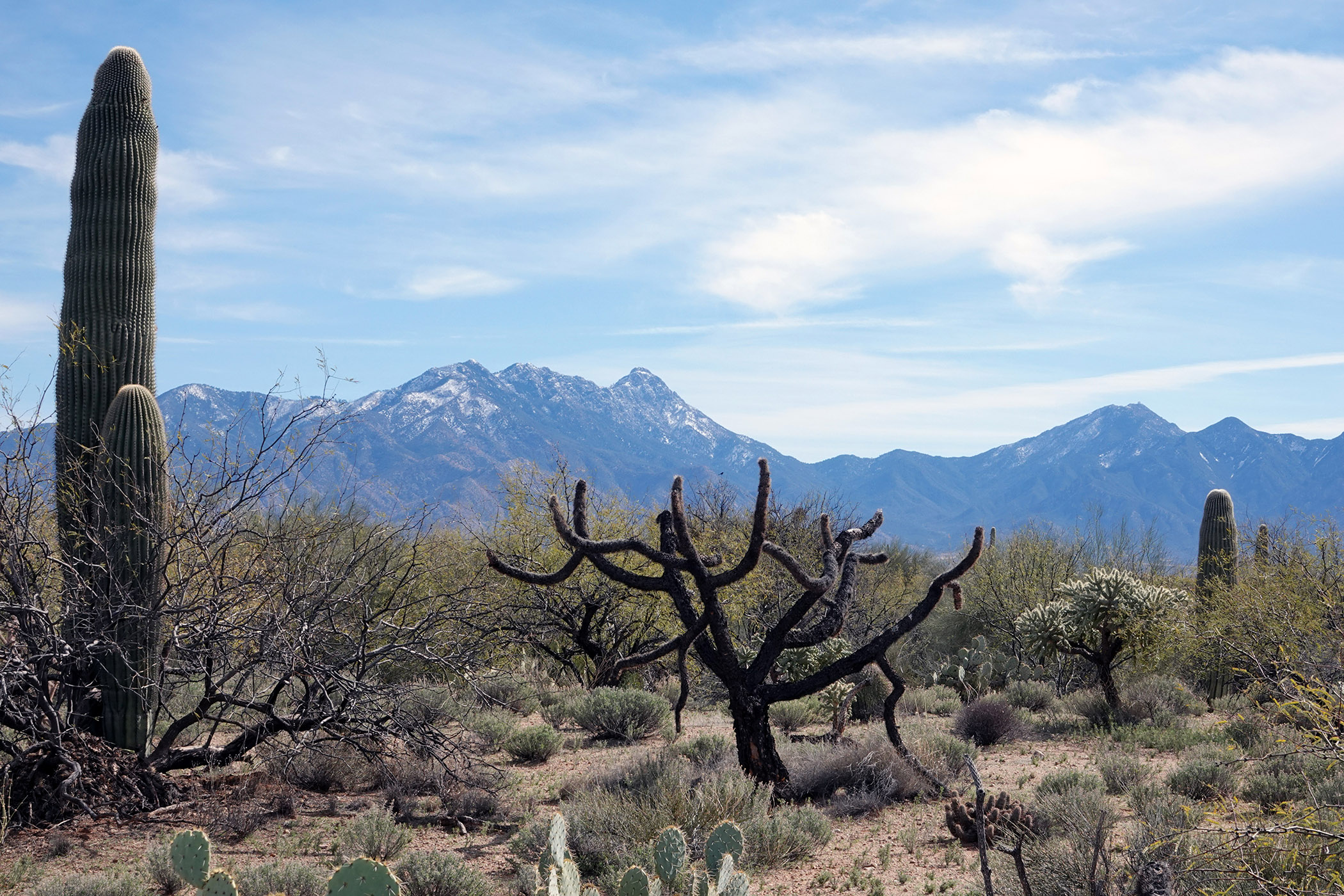 Democratic Club of Quail Creek – progressive views from southeast Arizona
